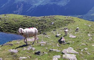 Dreitausender im Sellrain: über der magischen Grenze- Gipfelglück