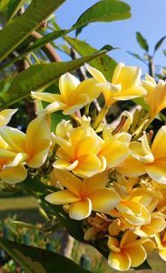 Vulkane und Tempel: Highlights der Insel Java/ Indonesien - Gipfelglück